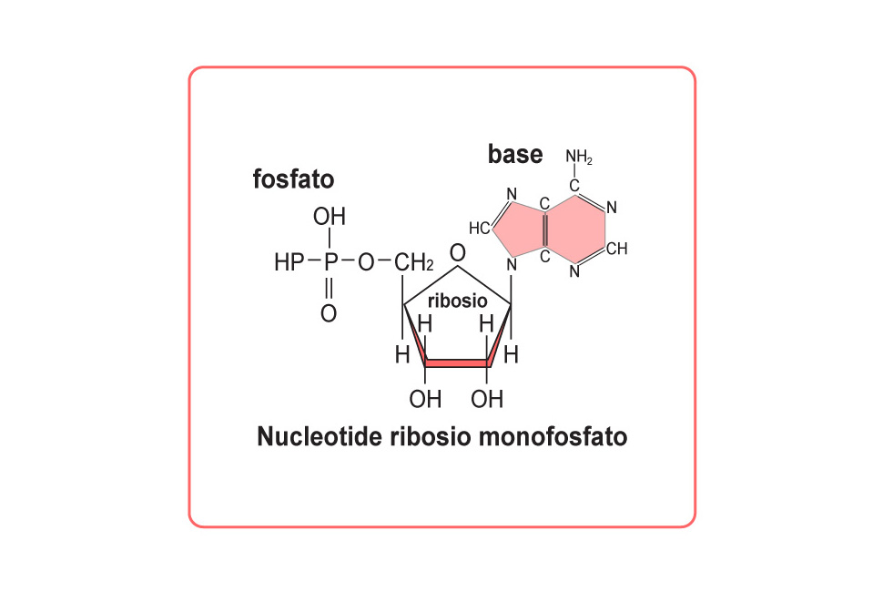 Diagramma Del Ribosio 1: A Schematic Of The Cyclic Form Of The Ribose