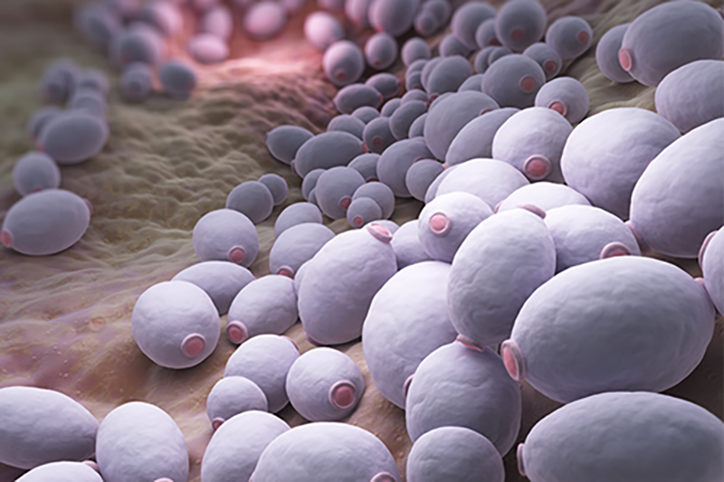 Candida vaginale: che cos'è? - Future Live Srl